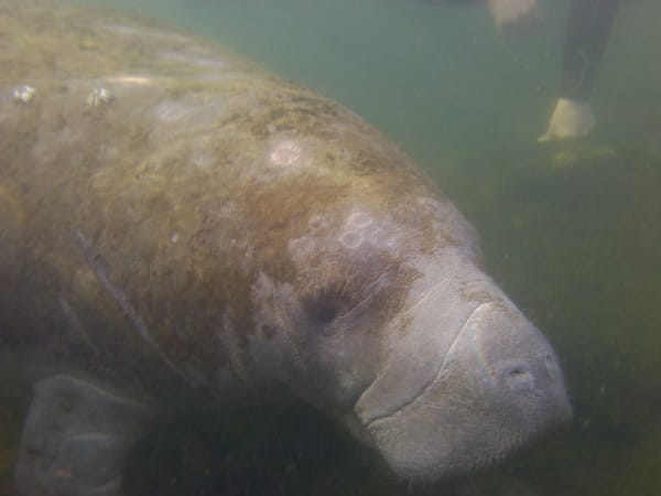 Local scouts take on Florida for annual winter trip